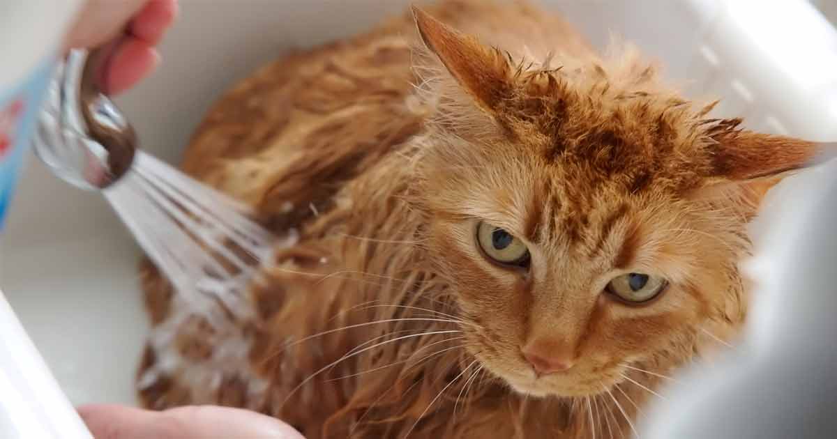 How To Bathe A Cat Why Certain Cats Need Regular Baths How To Bathe A Cat Why Certain Cats Need Regular Baths