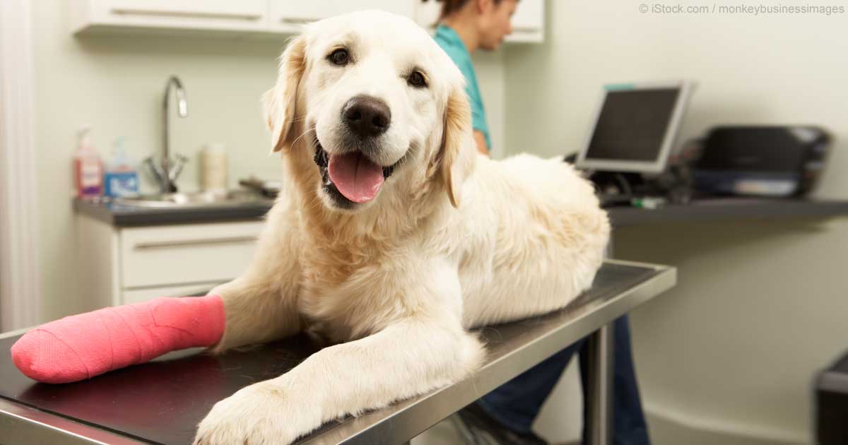 High-Tech Pet Prosthetics: How Technology Is Saving Lives