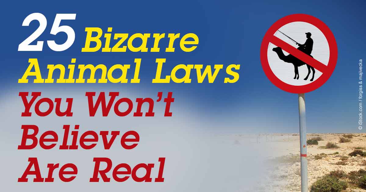 Hilarious Animal Laws On The Books Hilarious Animal Laws On The Books