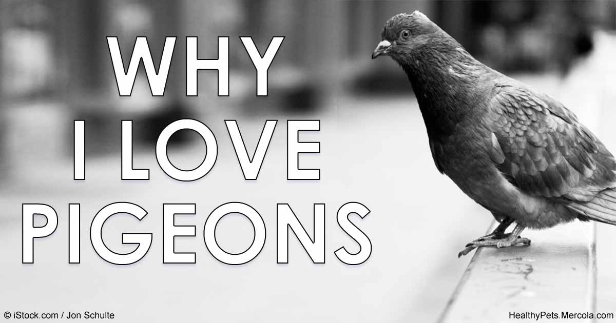 5 Little Known Facts About Pigeons 5 Little Known Facts About Pigeons