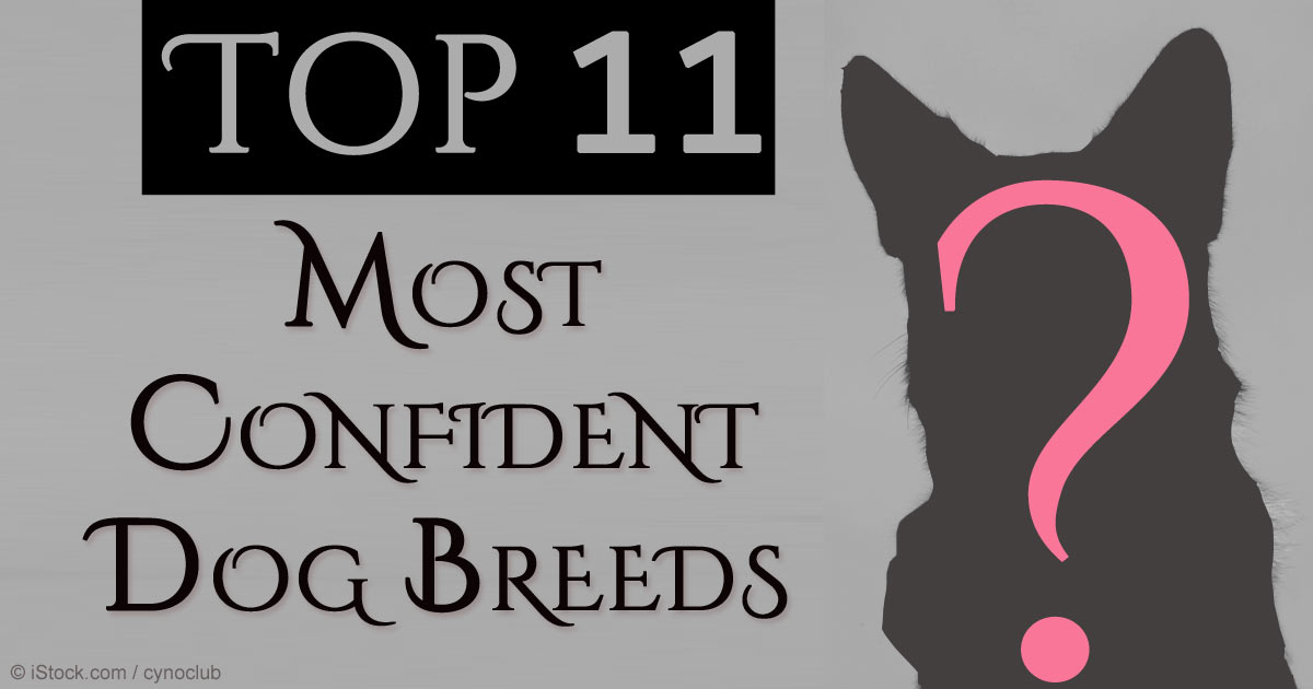 Confident Dogs Are Well-Socialized and Obedience-Trained
