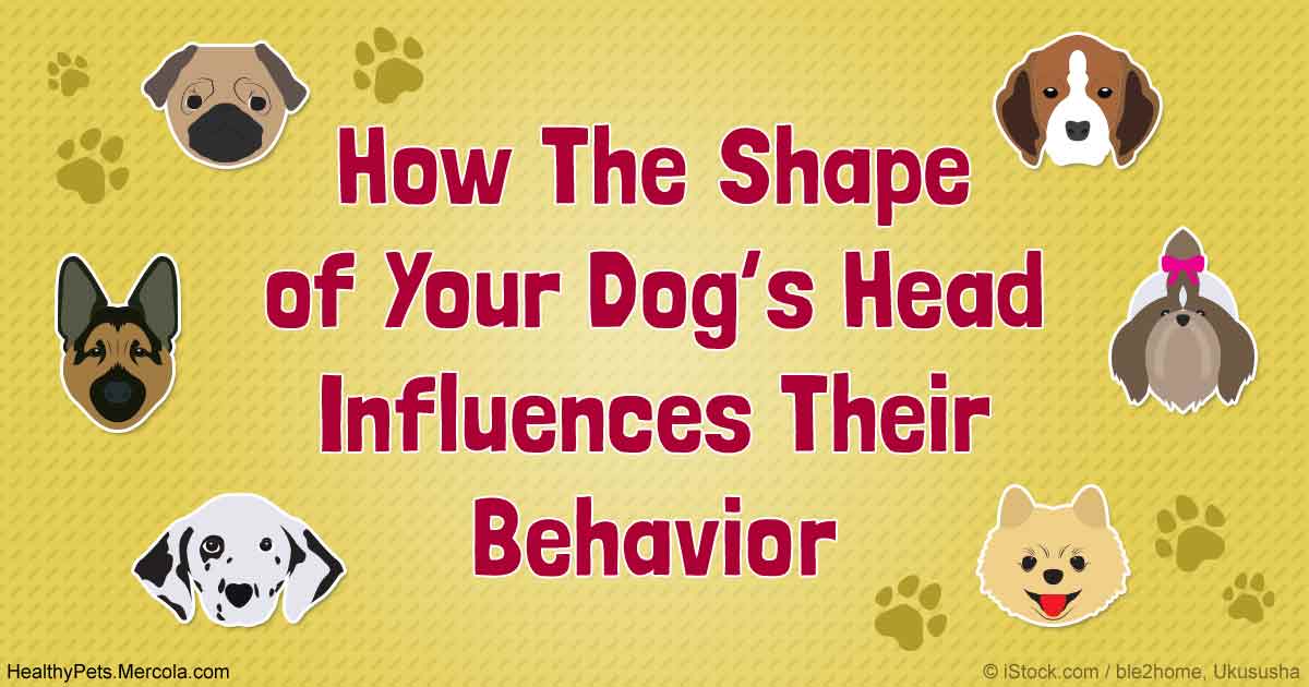 Dogs With Brachycephalic Head Shape Deemed More Affectionate
