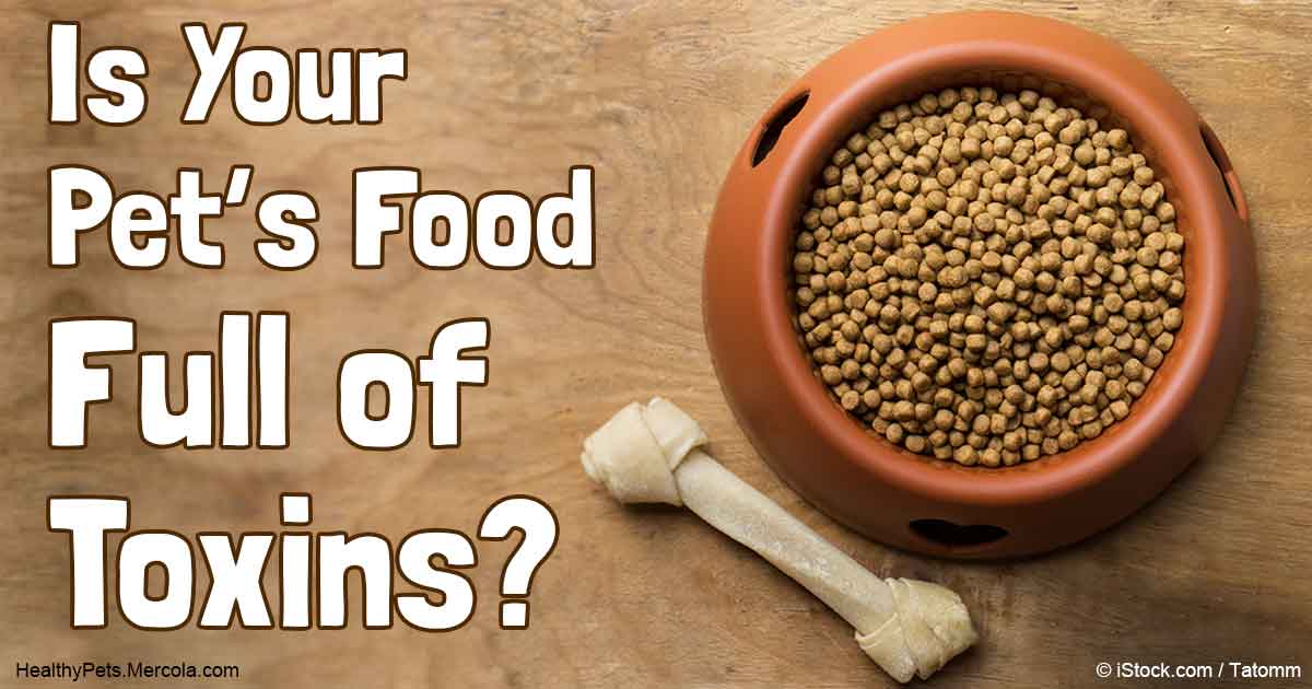 Toxic Chemicals in Dogs' Sperm Also Found in Dog Foods