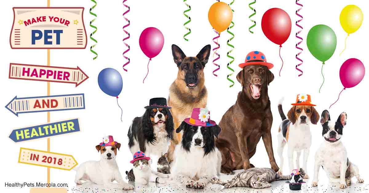 8 Ways to Make Your Pet Healthier and Happier in 2018