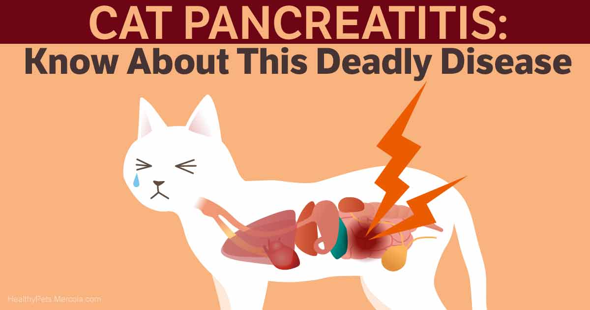 Is Your Cat Suffering From Deadly Feline Pancreatitis 