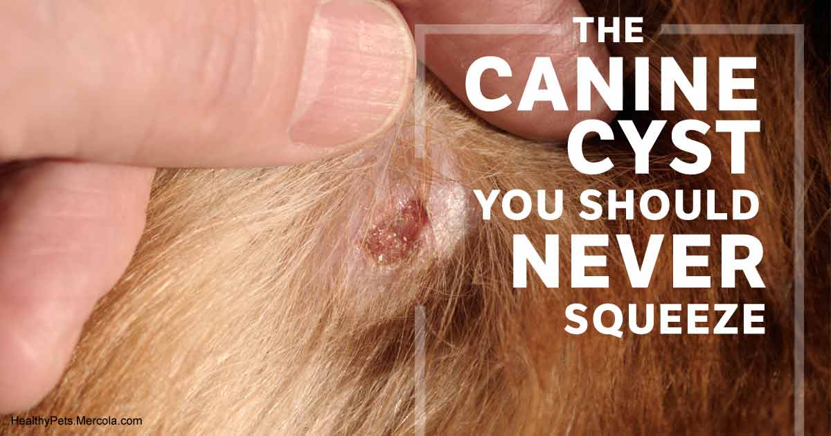 Why You Should Never Squeeze Your Dog s Sebaceous Cyst