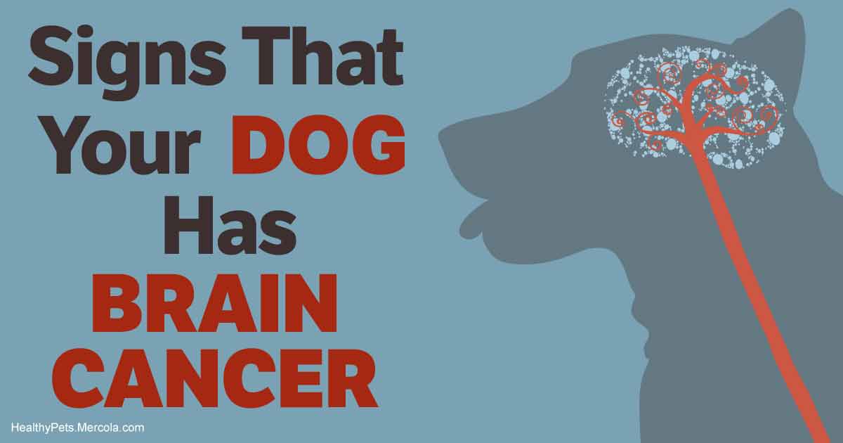 Brain Tumors In Pets Never Ignore These Symptoms Brain Tumors In Pets Never Ignore These Symptoms