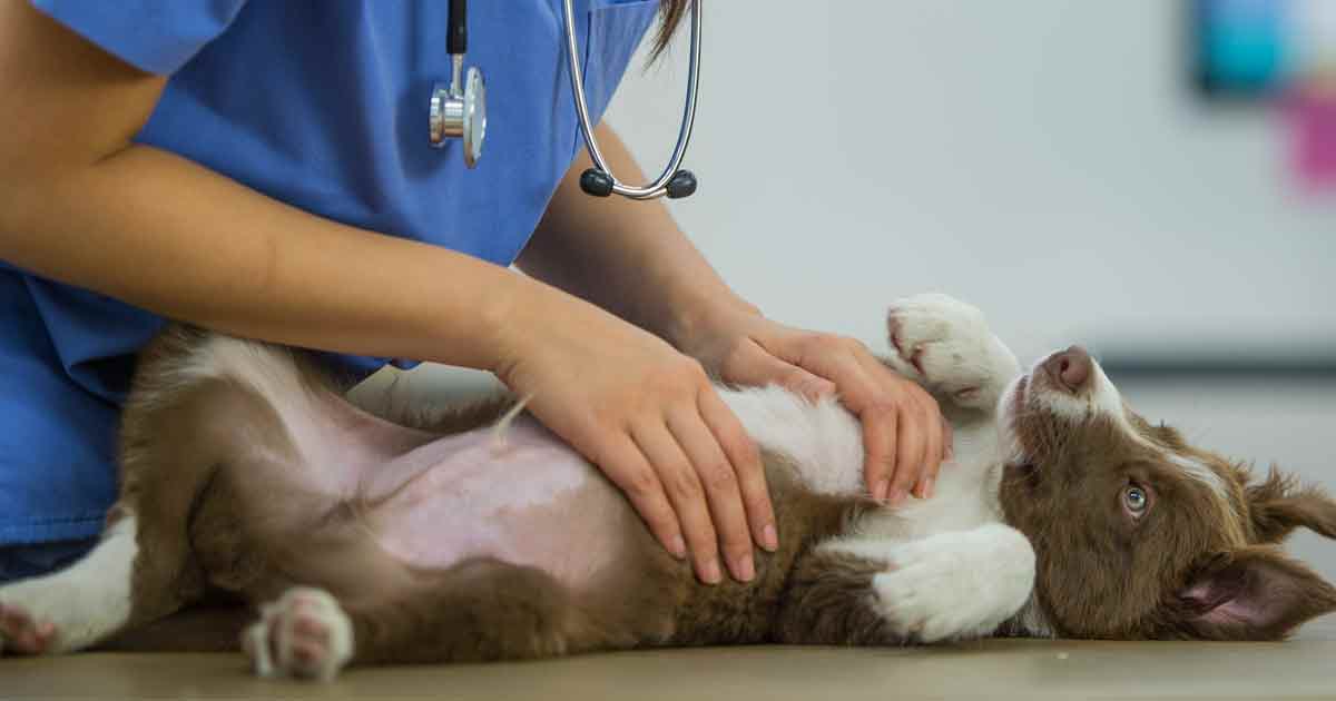 Why Removing Most Lipomas Is Not Recommended Why Removing Most Lipomas Is Not Recommended