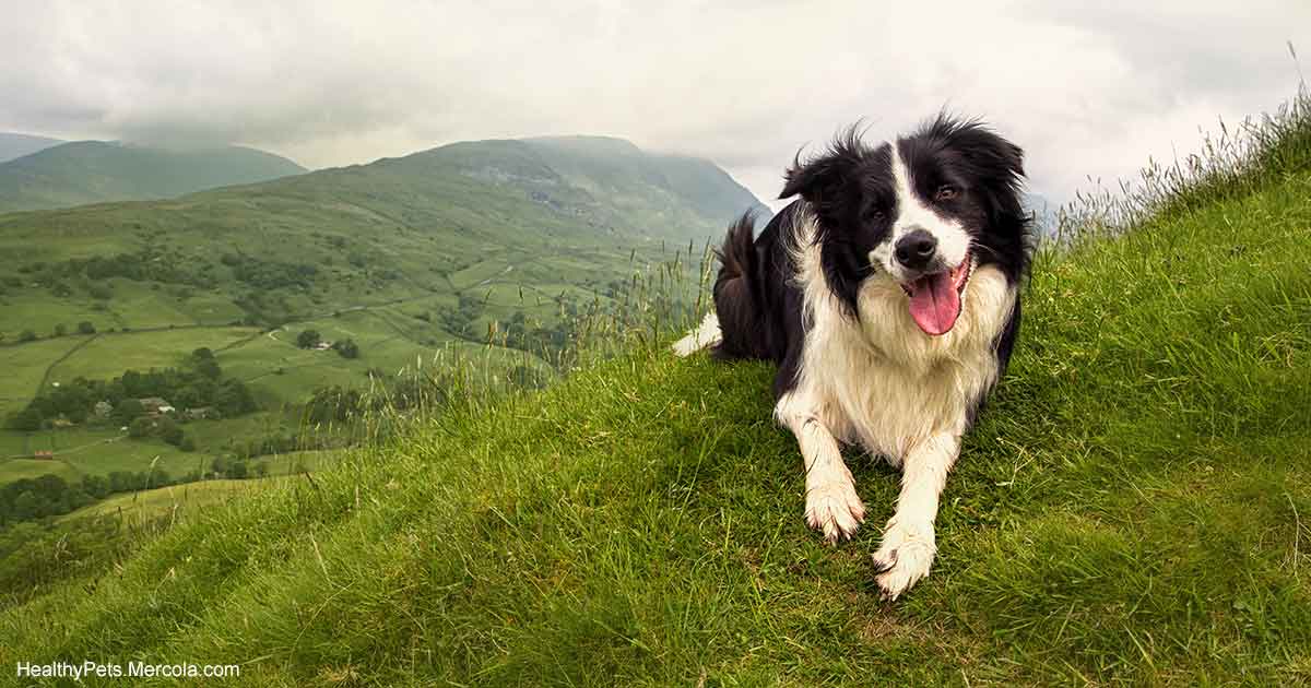 Just The Presence Of These Guardian Dogs Keeps Predators Away Just The Presence Of These Guardian Dogs Keeps Predators Away