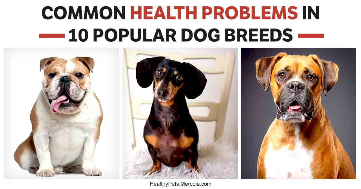 10 Popular Breeds And Their Predisposed Health Problems 10 Popular Breeds And Their Predisposed Health Problems