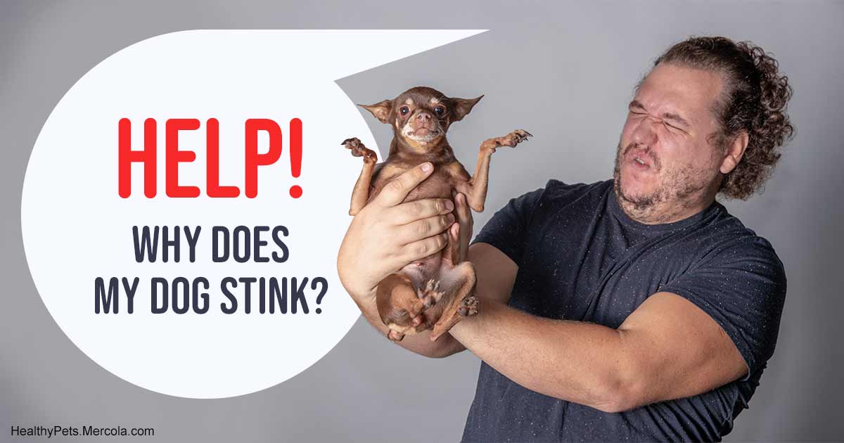 Why Do Dogs Stink