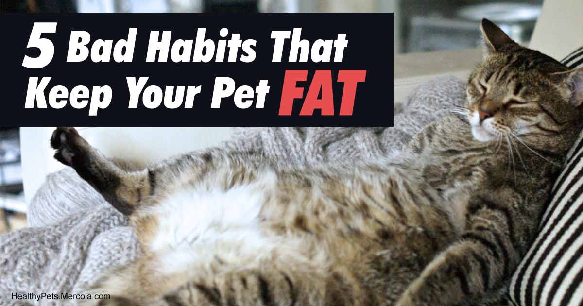 5 Bad Habits That Keep Your Pet Fat