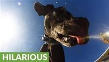 Diagnosing Granulomatous Meningoencephalitis (GME) in Dogs