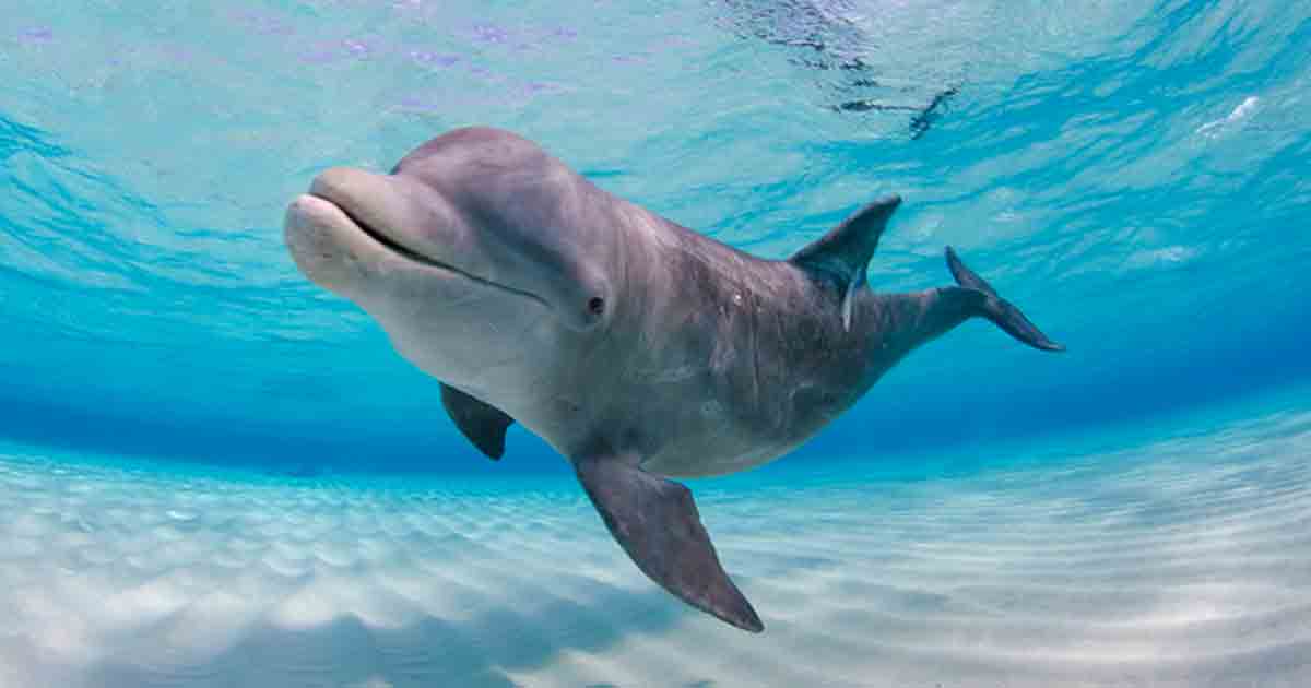 Animatronic Dolphins May Reimagine the Marine Park Industry