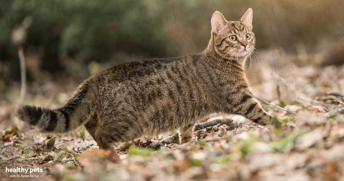 The Mysteries of Madagascar's Forest Cats