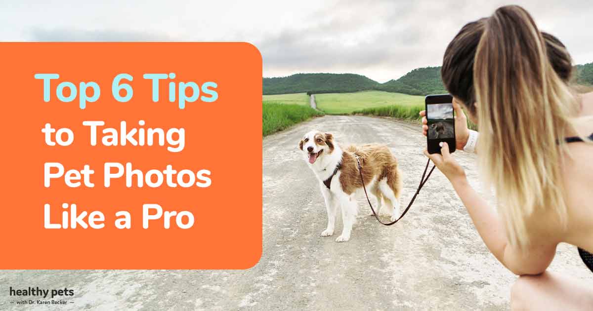Top 6 Tips to Taking Pet Photos Like a Pro