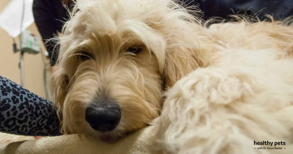 Senior Goldendoodle Defies Odds, Survives 5-Hour Surgery