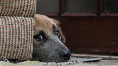 8 Ways Your Dog's Personality Can Change