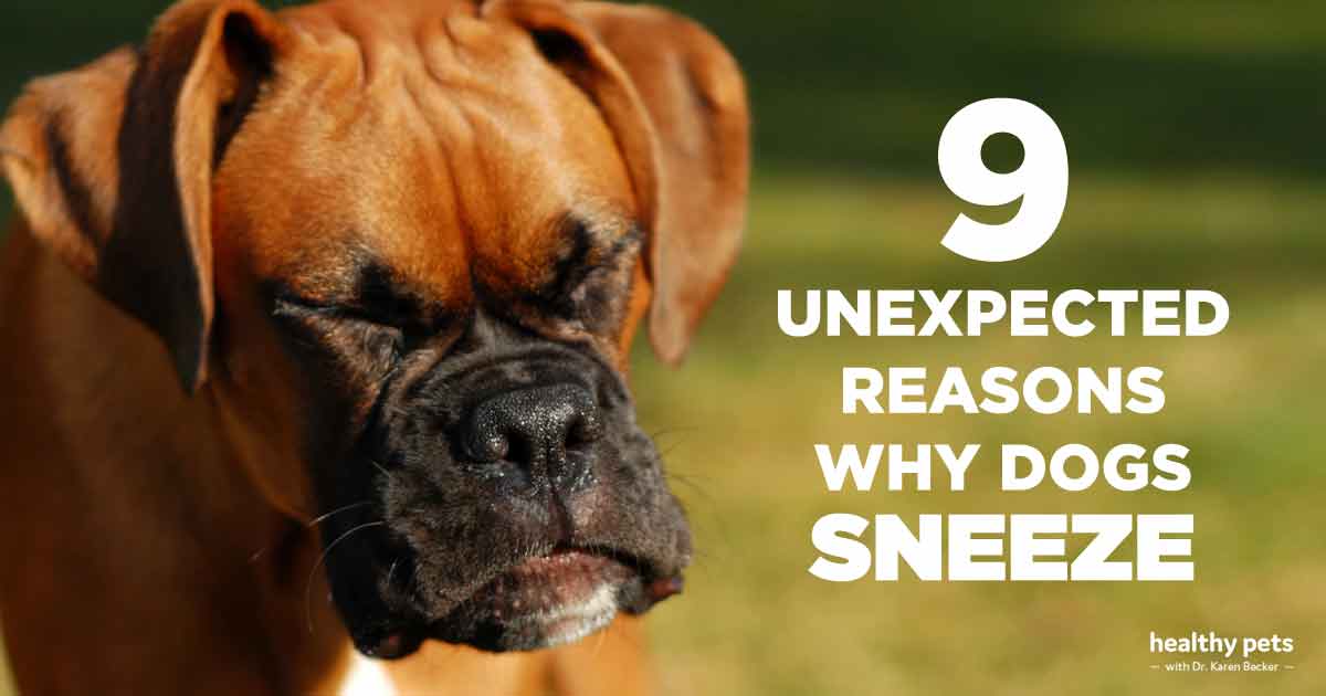 9 Unexpected Reasons Why Dogs Sneeze