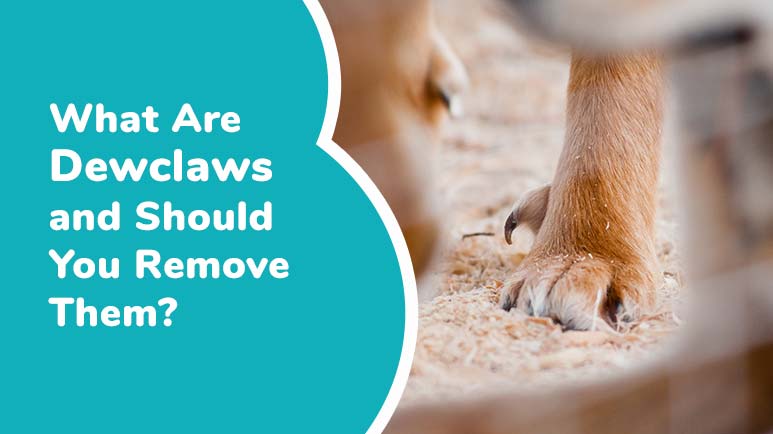 Pet Nutrition and Animal Wellness - Mercola.com