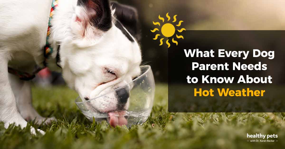What Every Dog Parent Needs to Know About Hot Weather