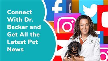 Pet Nutrition and Animal Wellness - Mercola.com