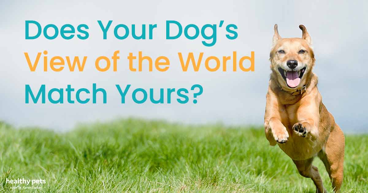 Traits of Optimistic and Pessimistic Dogs