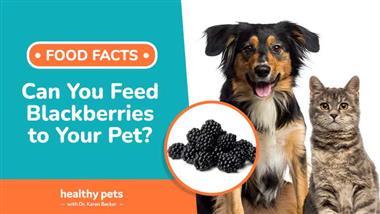 Pet Nutrition and Animal Wellness - Mercola.com