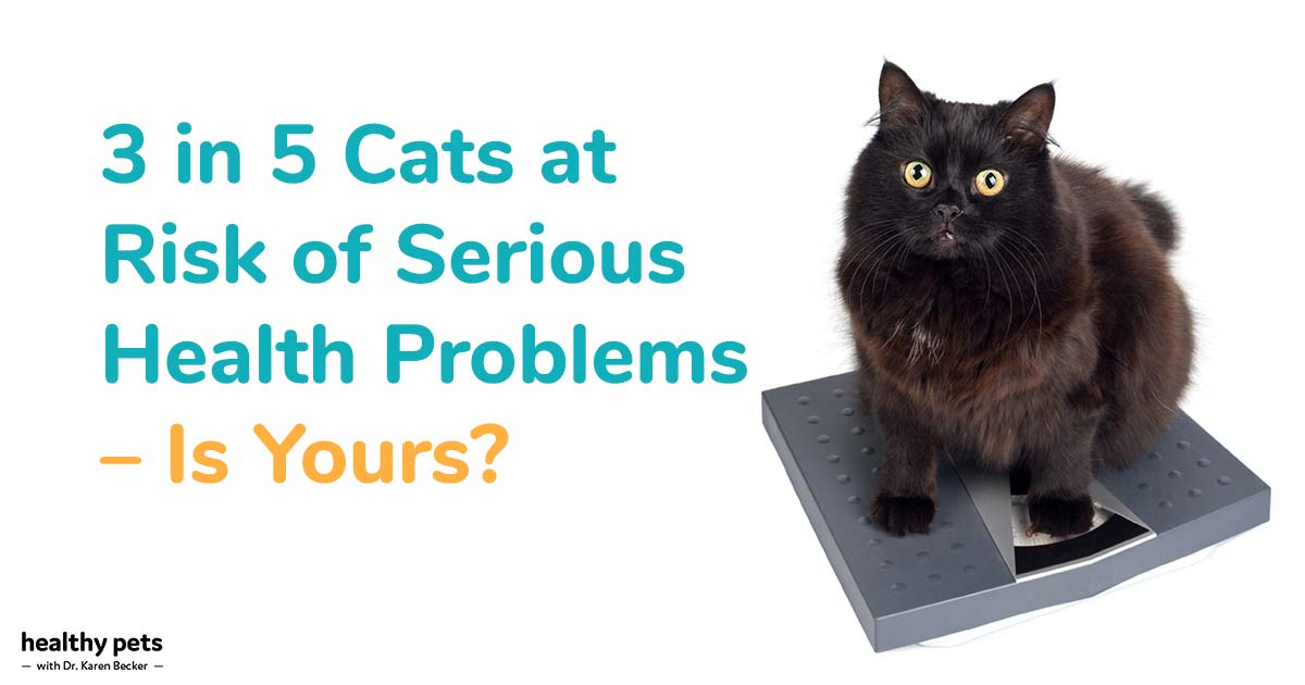 How to Spot Feline Obesity