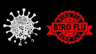 Between Pathogens and Chemical Contaminants, Avoid Chicken