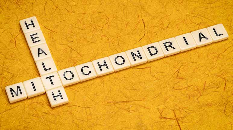 Top Ergänzungen Für Die Mitochondrienfunktion Uncut News Ch