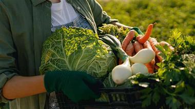 Disease-Resistant Vegetable Varieties That Keep Your Harvest Strong