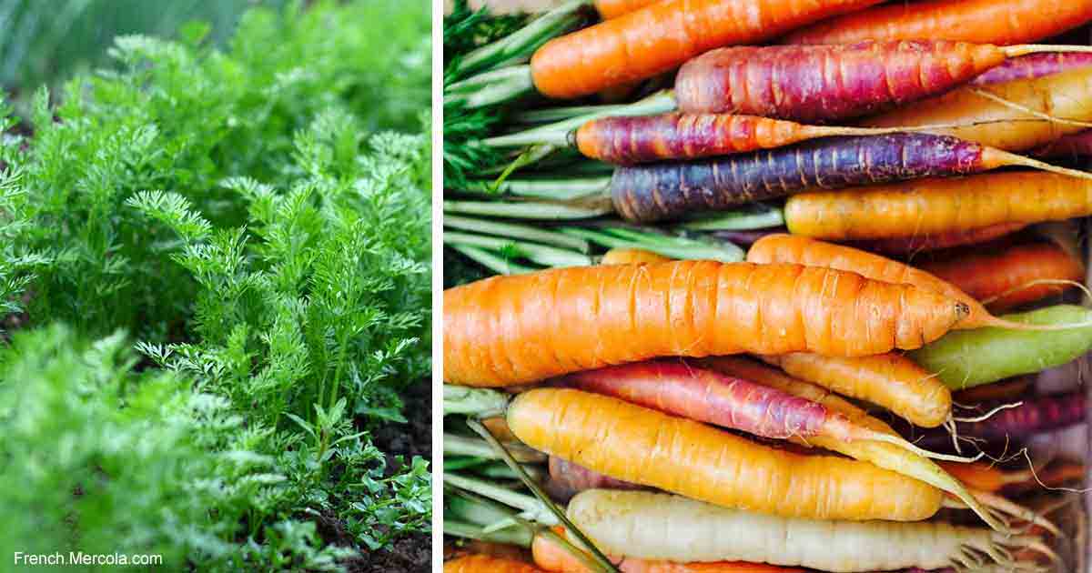 Comment faire pousser des carottes de toutes les couleurs